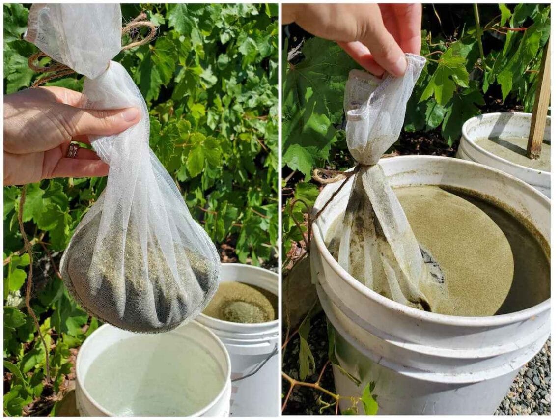 How To Make Alfalfa Tea Fertilizer For Garden Plants ~ Homestead And Chill