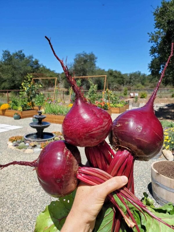 What We’re Growing: Fall & Winter Garden 2022 ~ Homestead and Chill