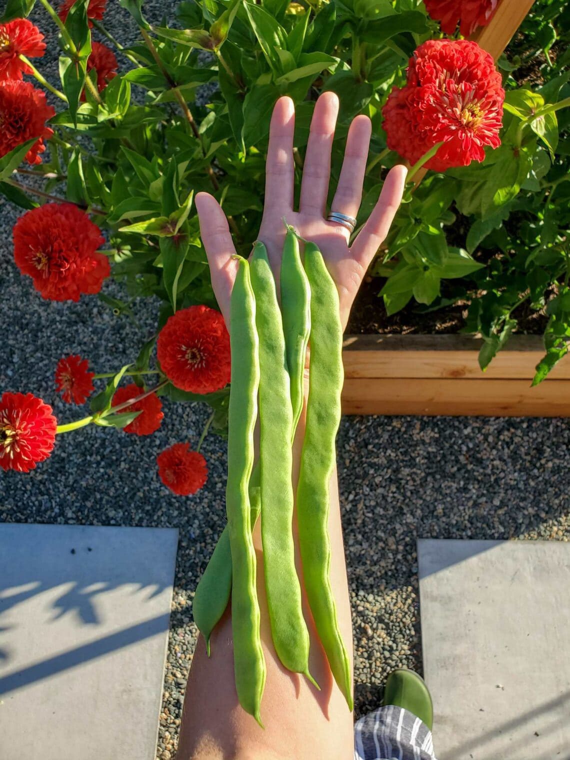 Best Summer Garden Vegetables and Flower Varieties to Grow ~ Homestead ...