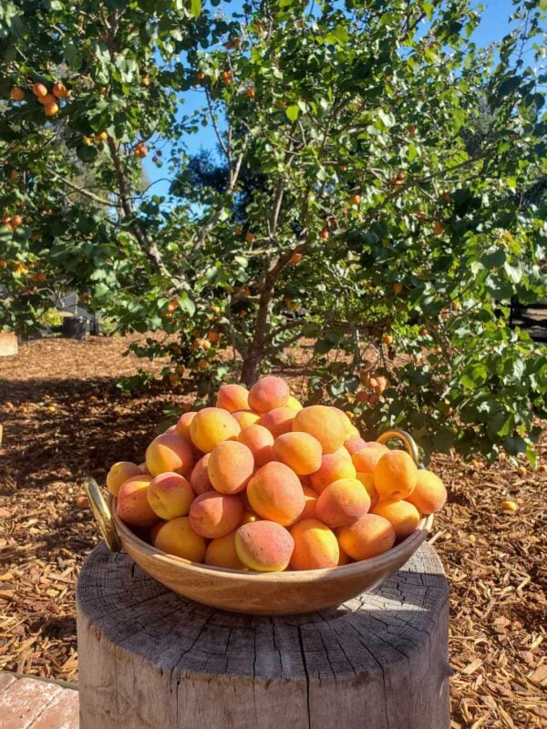 How to Dry Apricots Two Ways (Food Dehydrator or Oven) ~ Homestead and ...