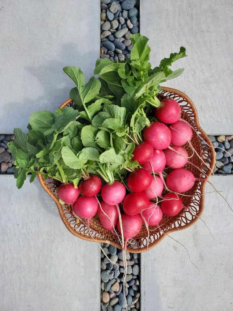 What We’re Growing: Fall & Winter Garden 2022 ~ Homestead and Chill