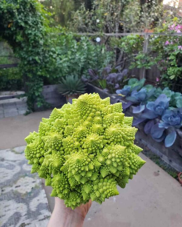 What We’re Growing: Fall & Winter Garden 2022 ~ Homestead and Chill