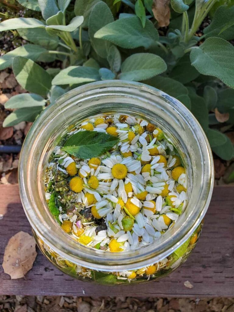 How to Safely Make Sun Tea With Fresh or Dry Herbs ~ Homestead and Chill