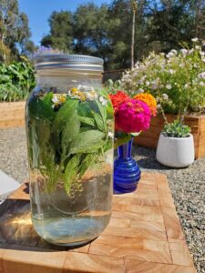 How to Safely Make Sun Tea With Fresh or Dry Herbs ~ Homestead and Chill