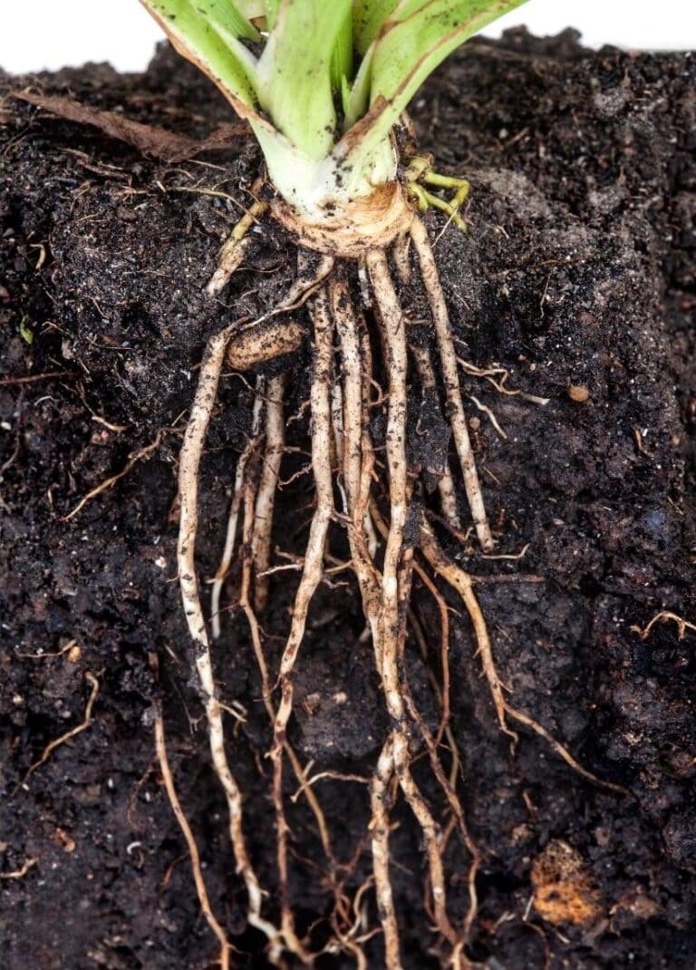 17 Ways to Save Water in the Garden and Landscape ~ Homestead and Chill