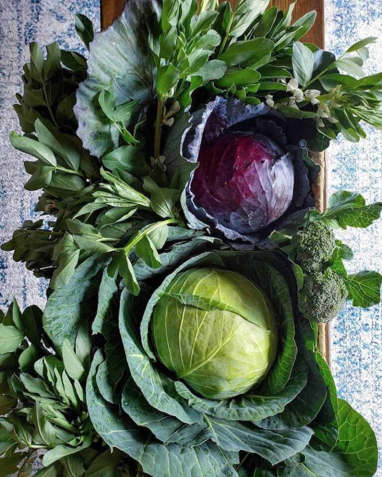 How to Grow Cabbage Seed to Harvest: The Ultimate Guide ~ Homestead and ...