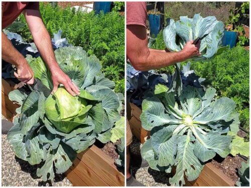 How to Grow Cabbage Seed to Harvest: The Ultimate Guide ~ Homestead and ...