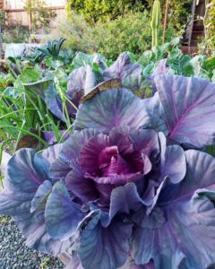 How to Grow Cabbage Seed to Harvest: The Ultimate Guide ~ Homestead and ...