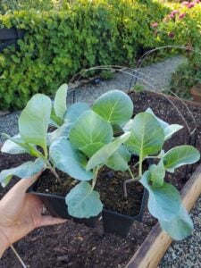 How to Grow Cabbage Seed to Harvest: The Ultimate Guide ~ Homestead and ...