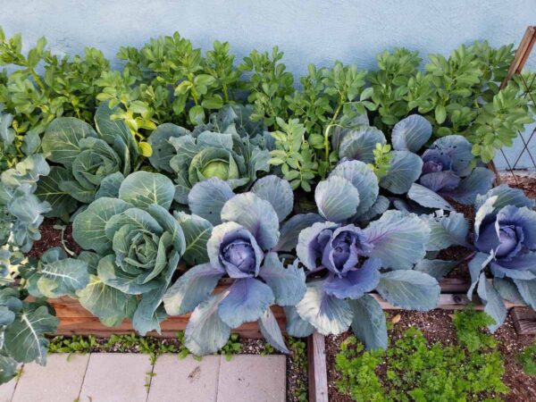 How to Grow Cabbage Seed to Harvest: The Ultimate Guide ~ Homestead and ...