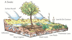 17 Ways to Save Water in the Garden and Landscape ~ Homestead and Chill