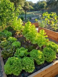 Growing Lettuce: How to Plant, Protect and Harvest Lettuce ~ Homestead ...