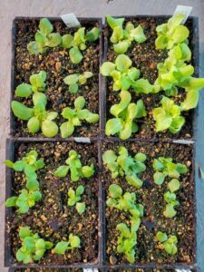 Growing Lettuce: How to Plant, Protect and Harvest Lettuce ~ Homestead ...