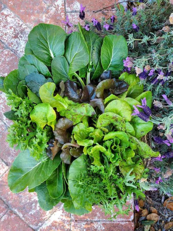 Growing Lettuce: How to Plant, Protect and Harvest Lettuce ~ Homestead ...