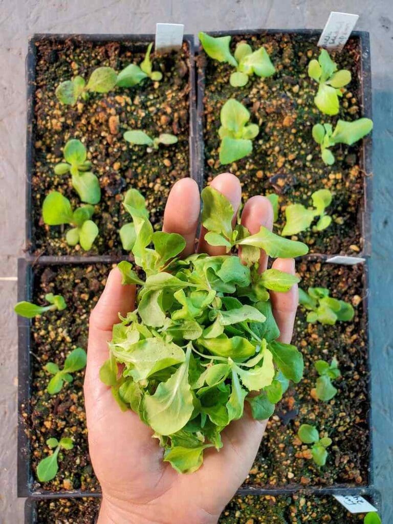 Growing Lettuce: How to Plant, Protect and Harvest Lettuce ~ Homestead ...