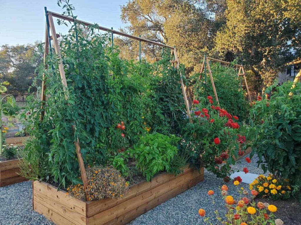 7 Ways to Support or Train Tomatoes: Cages, Trellises & More ...