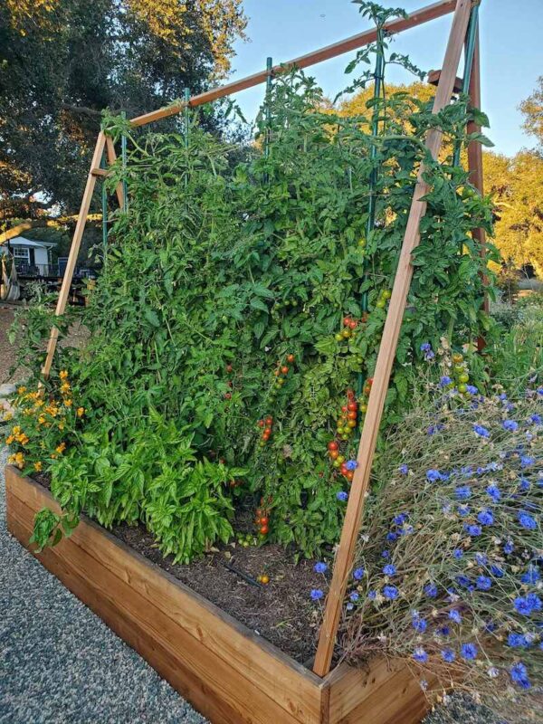 7 Ways to Support or Train Tomatoes: Cages, Trellises & More ...