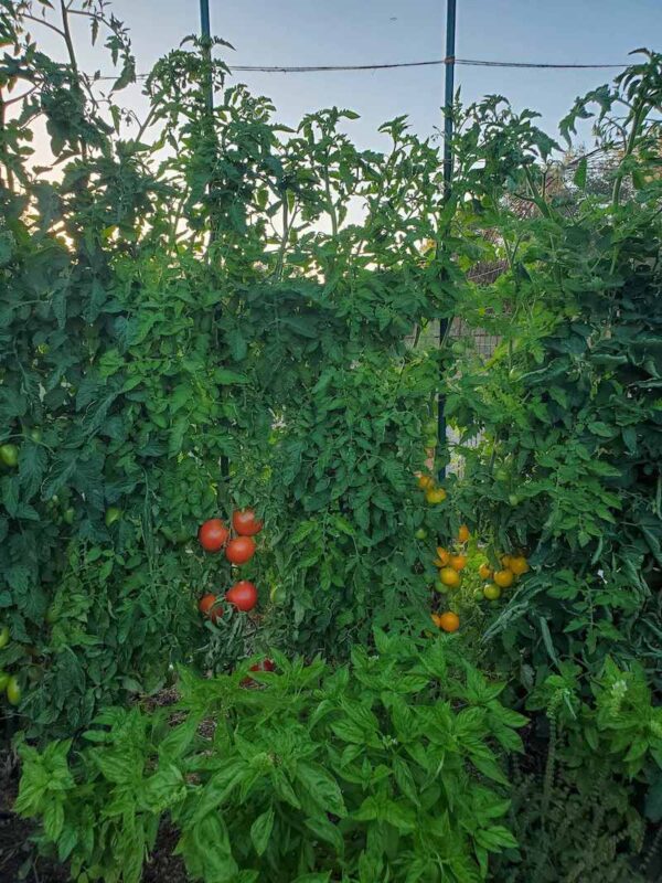 7 Ways to Support and Prune Tomato Plants: Cages, Trellises, String and ...