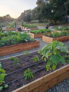 17 Ways to Save Water in the Garden and Landscape ~ Homestead and Chill