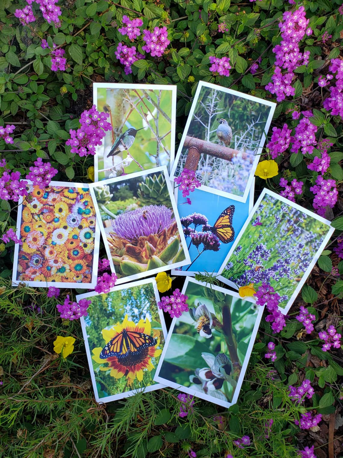 Recycled Greeting Cards ~ Pollinator Pack ~ Homestead and Chill