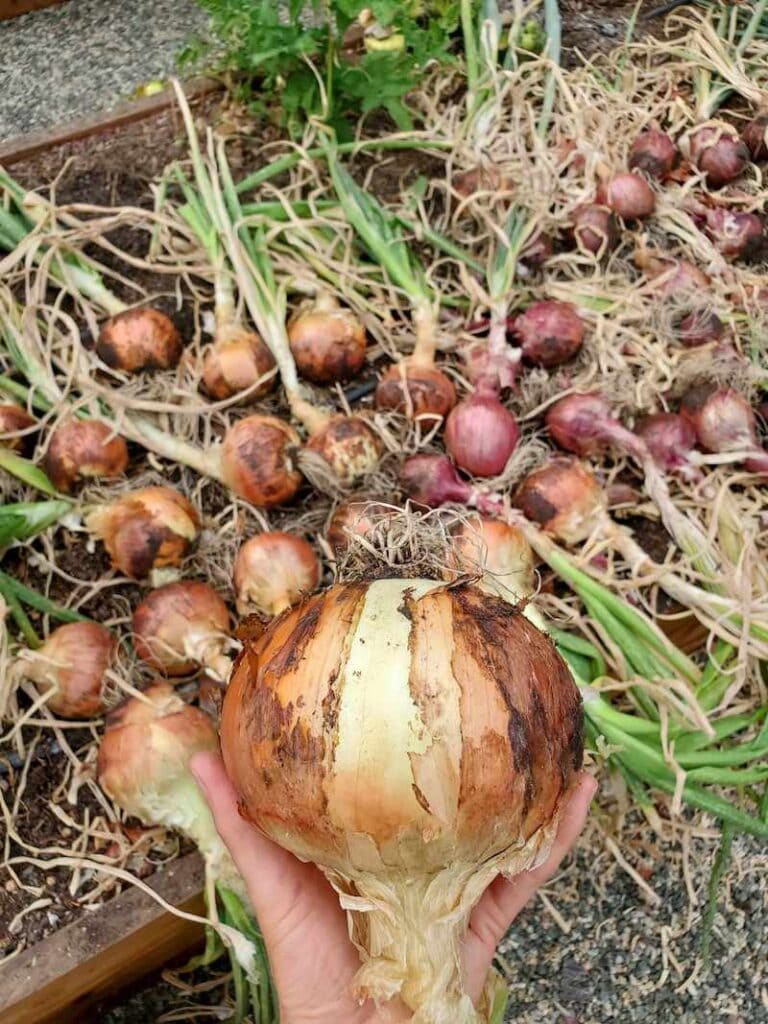 How to Grow Onions: from Seed or Sets to Harvest ~ Homestead and Chill
