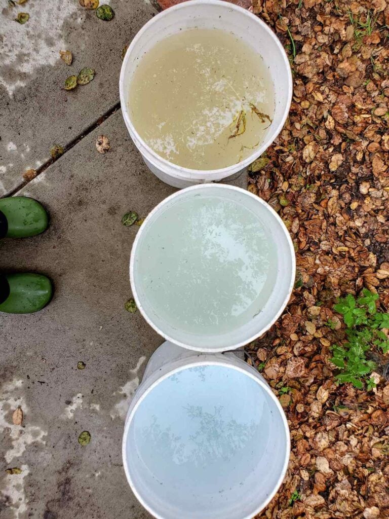How to Wash Cannabis Flower Buds After Harvest ~ Homestead and Chill