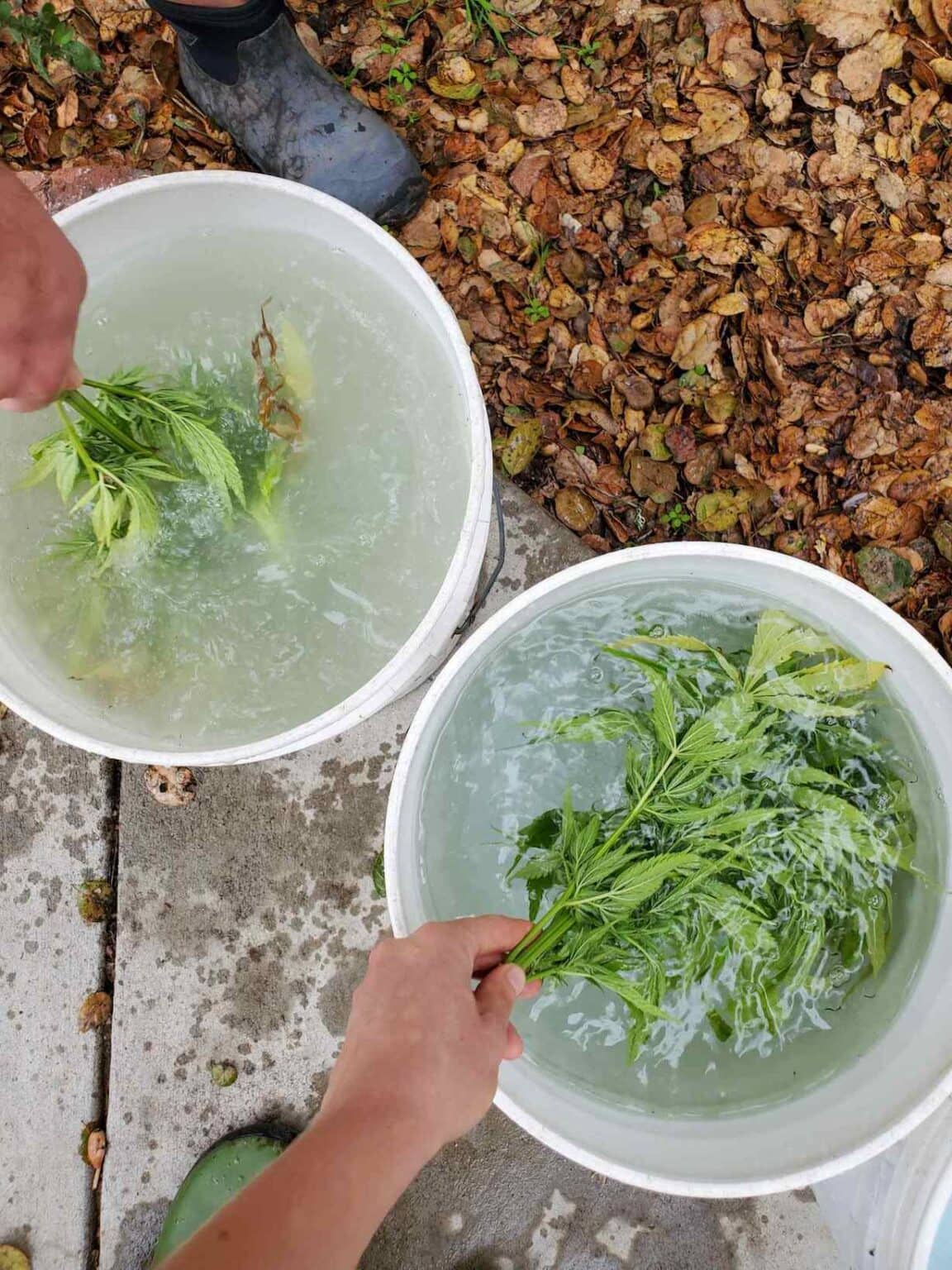 How to Wash Cannabis Flower Buds After Harvest ~ Homestead and Chill