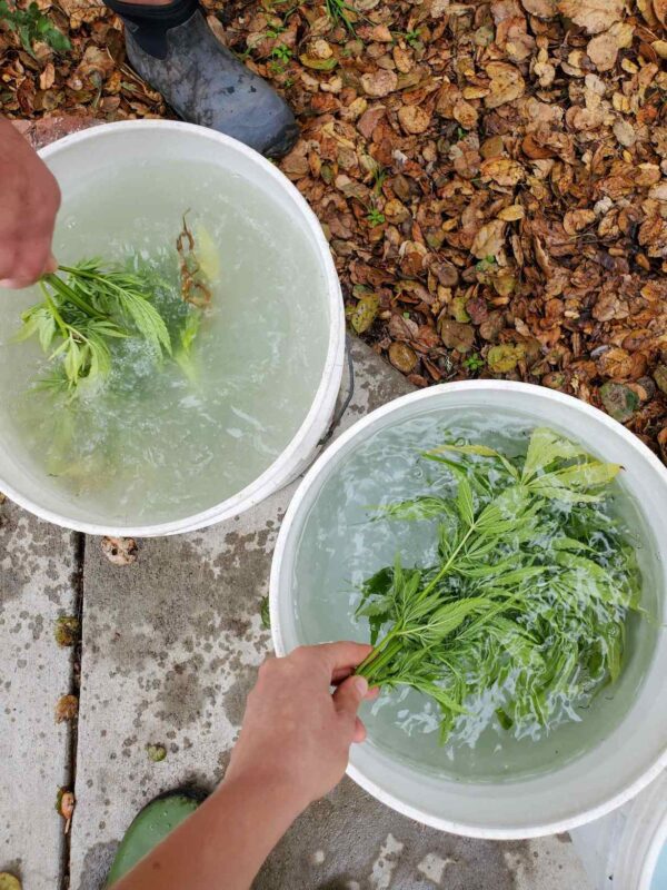 How to Wash Cannabis Flower Buds After Harvest ~ Homestead and Chill