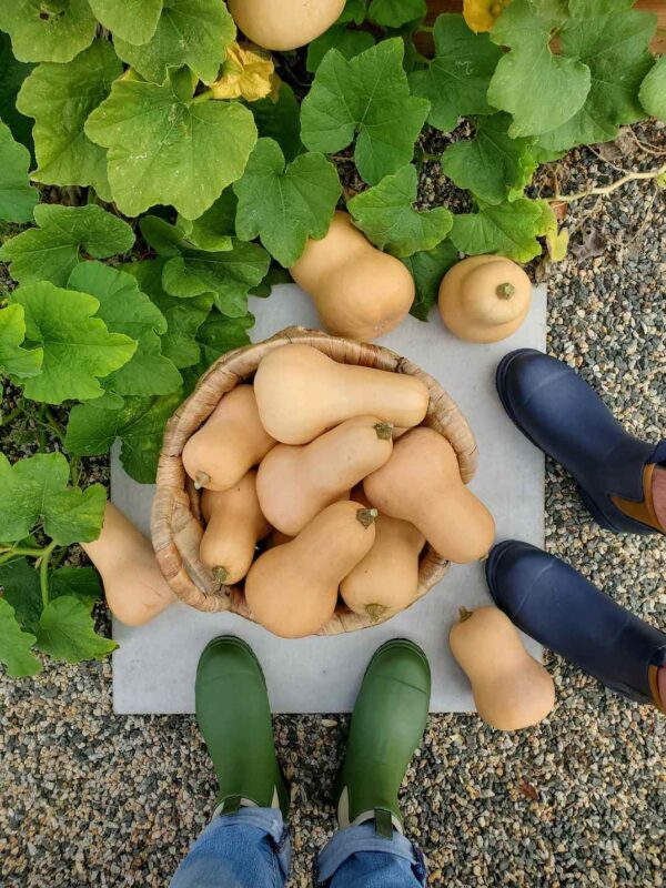 Best Summer Garden Vegetables and Flower Varieties to Grow ~ Homestead ...