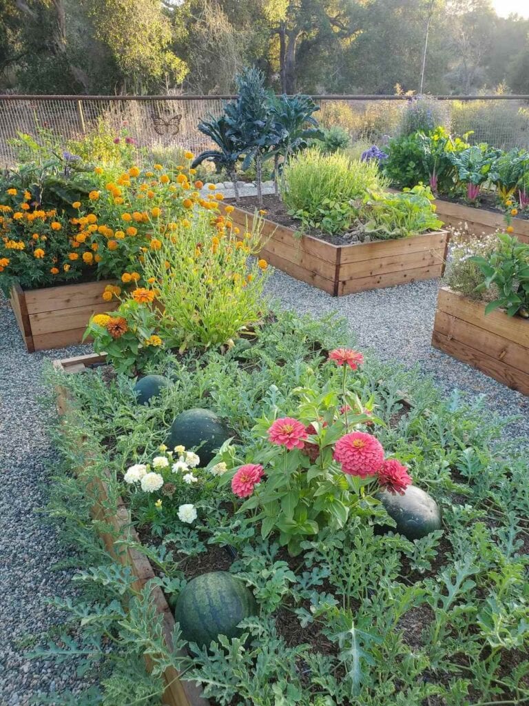Best Summer Garden Vegetables and Flower Varieties to Grow ~ Homestead ...