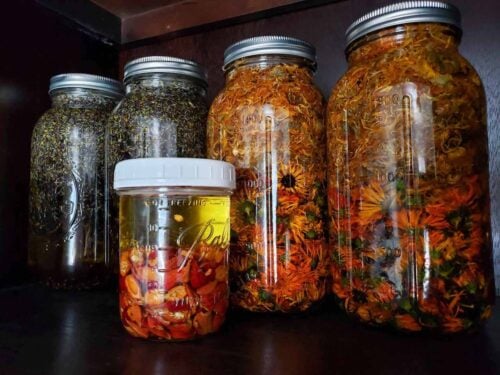 How to Make Medicinal Herb Infused Oil: Two Ways ~ Homestead and Chill