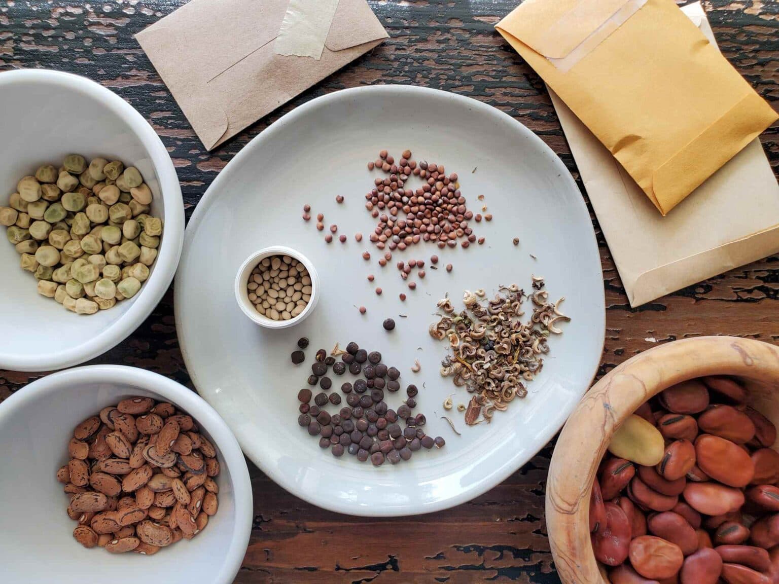 How Long Do Seeds Last? (Seed Viability Chart) ~ Homestead and Chill