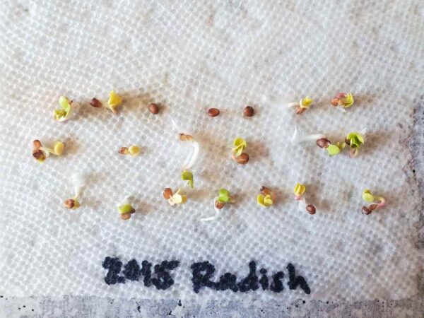 How Long Do Seeds Last? (Seed Viability Chart) ~ Homestead and Chill