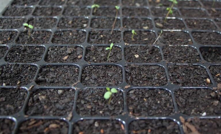 How Long Do Seeds Last? (Seed Viability Chart) ~ Homestead and Chill