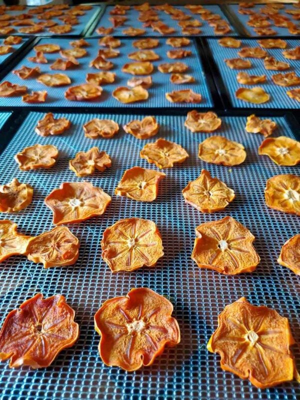 How to Make Easy Dried Persimmons (Oven or Dehydrator) ~ Homestead and Chill