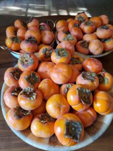 How to Make Easy Dried Persimmons (Oven or Dehydrator) ~ Homestead and ...