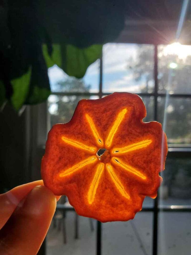How to Make Easy Dried Persimmons (Oven or Dehydrator) ~ Homestead and ...