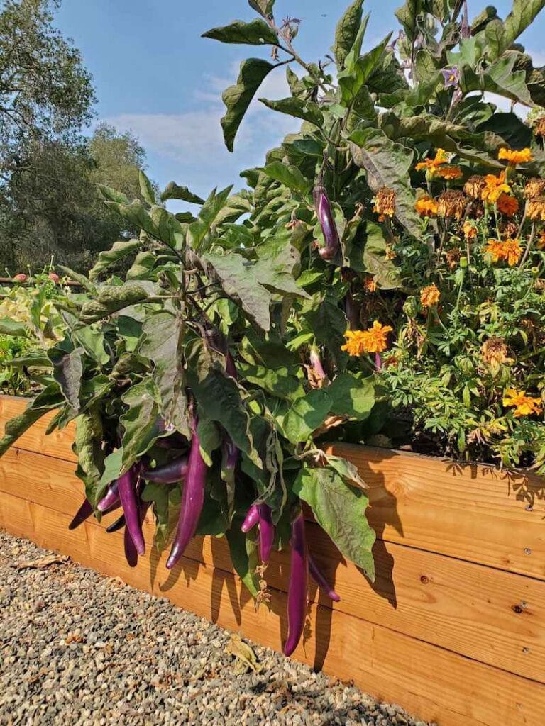 Best Summer Garden Vegetables and Flower Varieties to Grow ~ Homestead and Chill