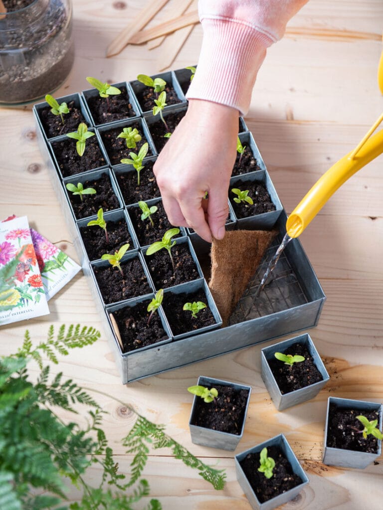 7 Useful Seed Starting Supplies for Success Indoors ~ Homestead and Chill
