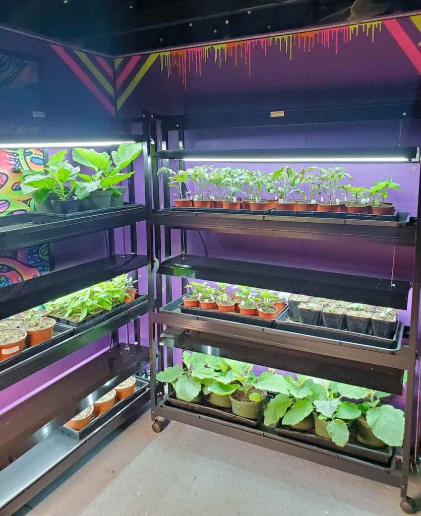 7 Useful Seed Starting Supplies for Success Indoors ~ Homestead and Chill