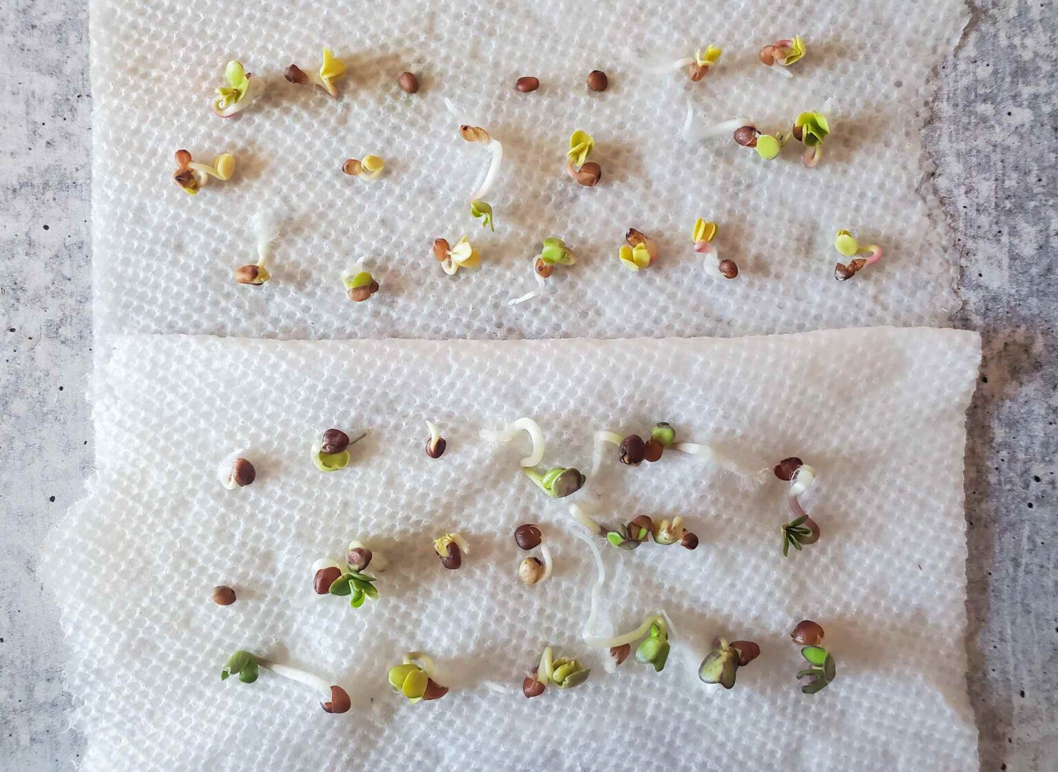 How to Test Seed Germination: Easy Paper Towel Method ~ Homestead and Chill
