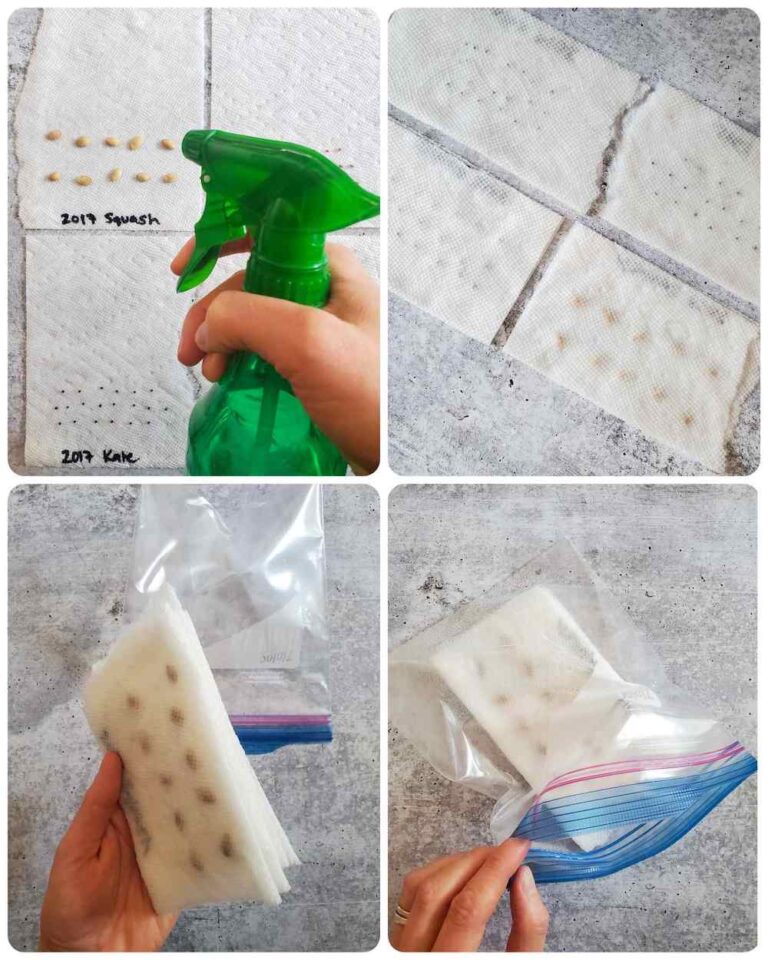 How to Test Seed Germination: Easy Paper Towel Method ~ Homestead and Chill