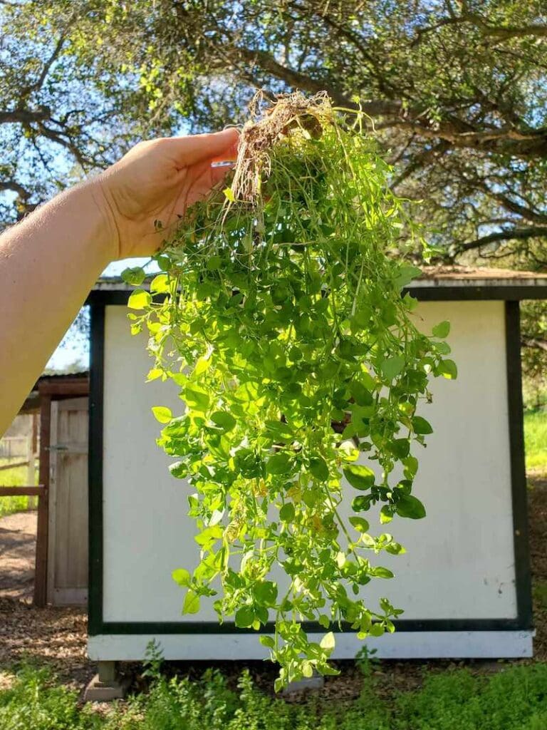 Chickweed: How to Identify, Harvest, Dry and Use Stellaria Media ...