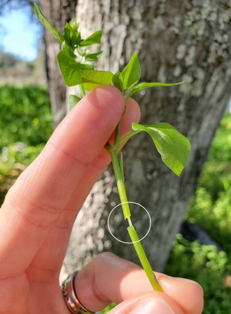 Chickweed: How to Identify, Harvest, Dry and Use Stellaria Media ...