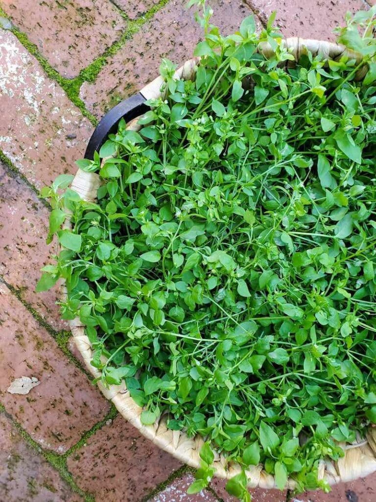 Chickweed: How to Identify, Harvest, Dry and Use Stellaria Media ...