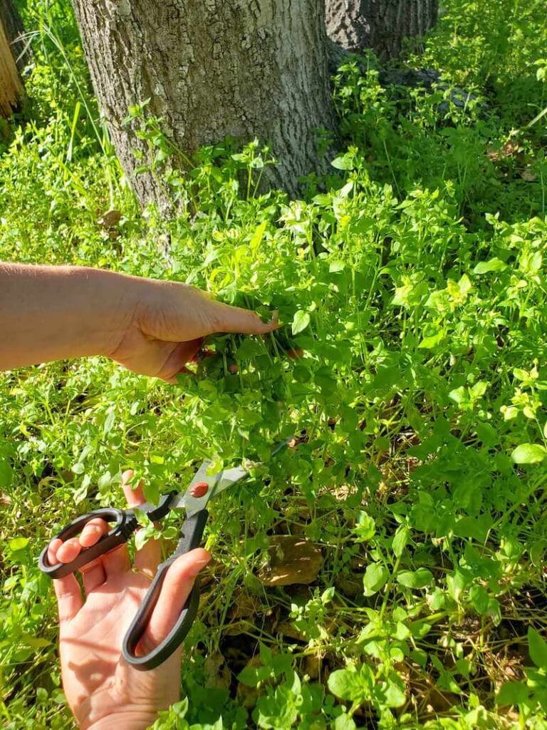 Chickweed: How to Identify, Harvest, Dry and Use Stellaria Media ...