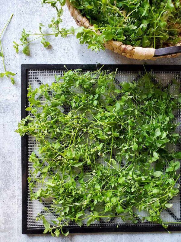 Chickweed: How to Identify, Harvest, Dry and Use Stellaria Media ...