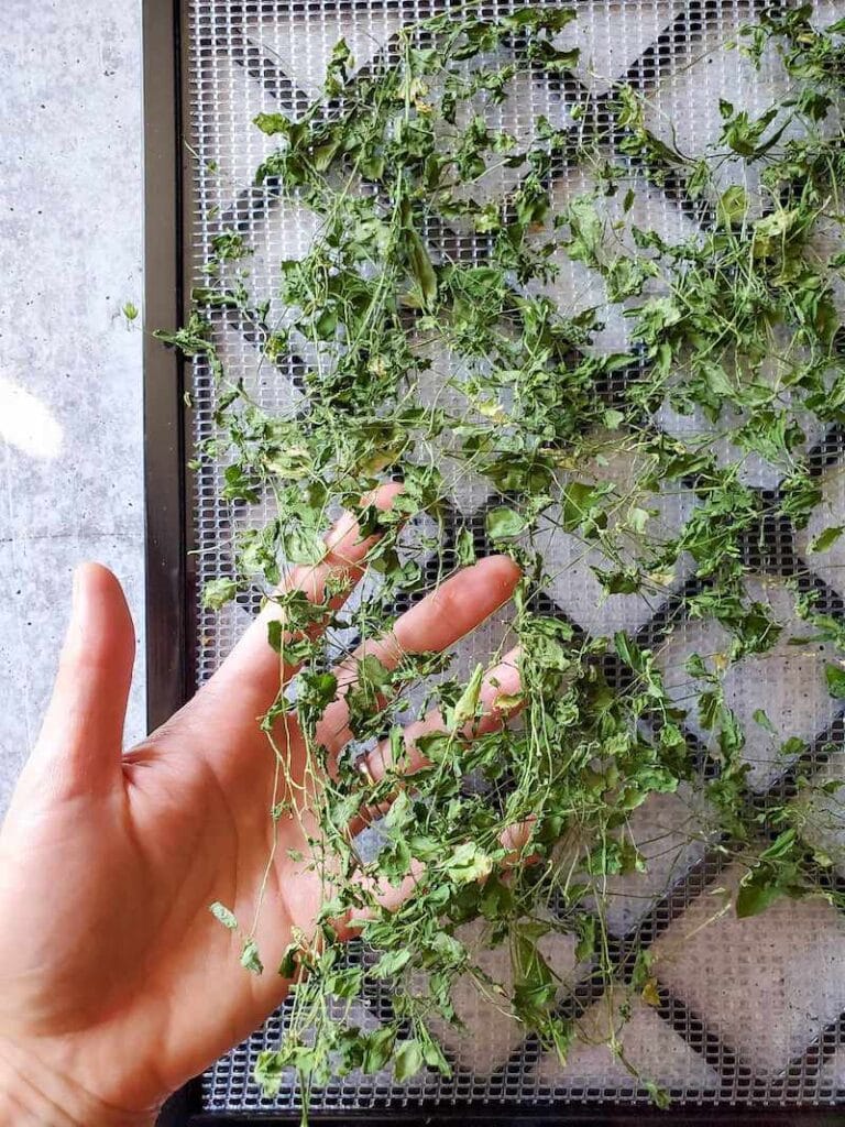 Chickweed: How to Identify, Harvest, Dry and Use Stellaria Media ...