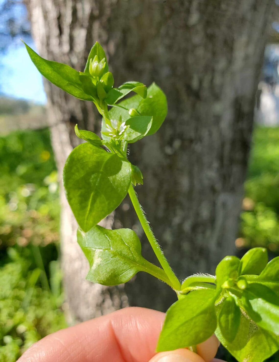 Chickweed: How to Identify, Harvest, Dry and Use Stellaria Media ...