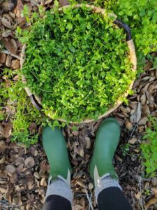 Chickweed: How to Identify, Harvest, Dry and Use Stellaria Media ...